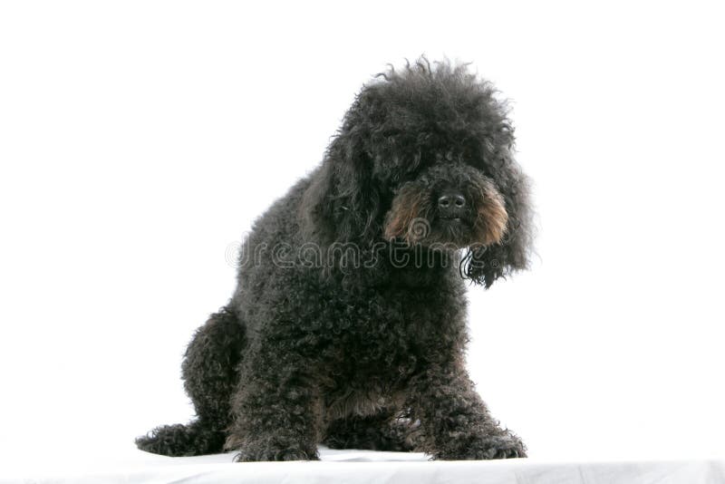 Fat Poodle Stock Photos - Free & Royalty-Free Stock Photos from Dreamstime