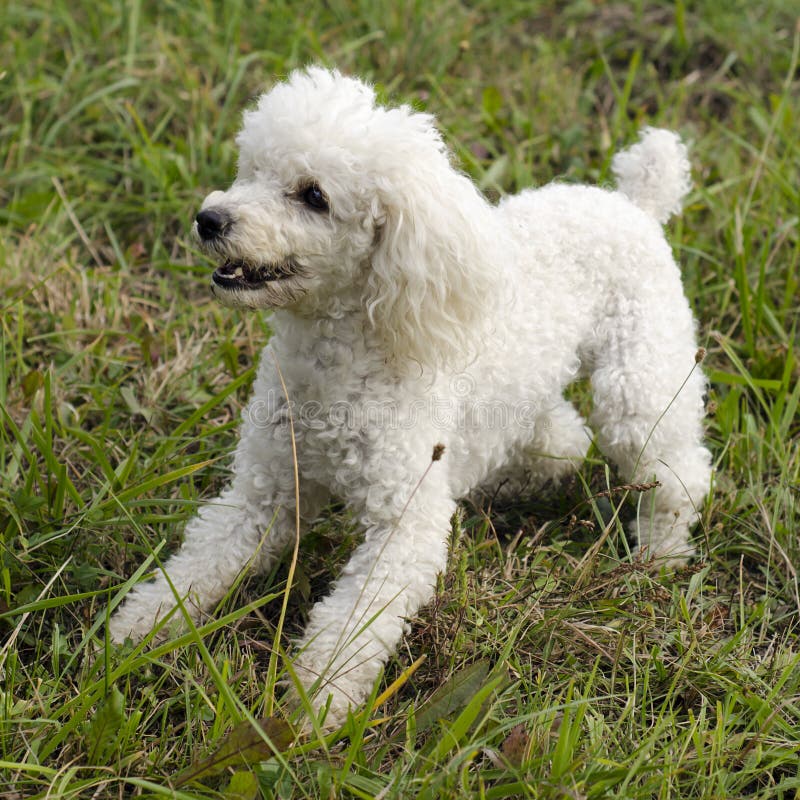 Poodle dog stock image. Image of green, beautiful, white - 34935501