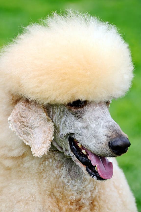 Poodle dog stock image. Image of friend, loyal, canis - 5677497