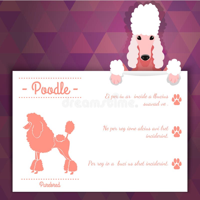 Poodle dog banner stock illustration. Illustration of breed - 51748500