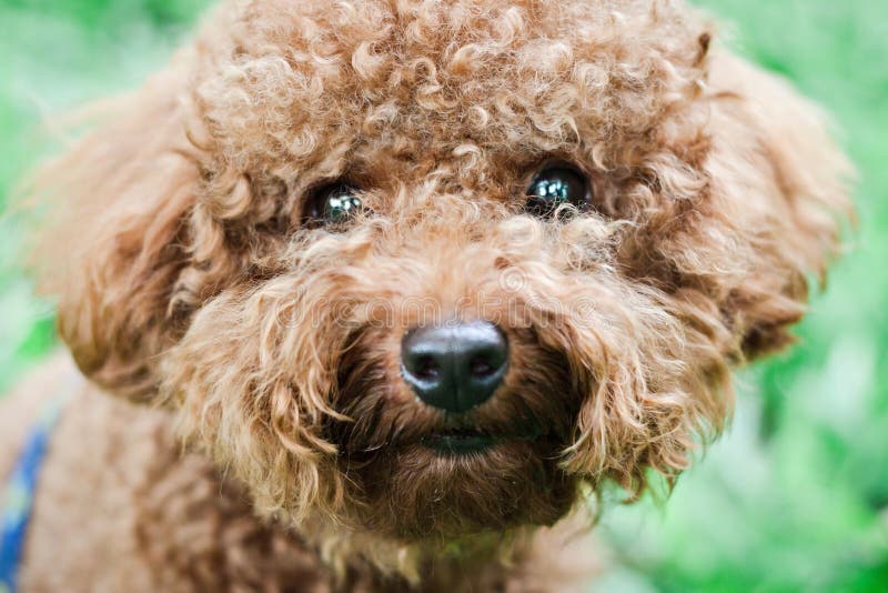 Poodle dog stock image. Image of young, poodle, friend - 42023057