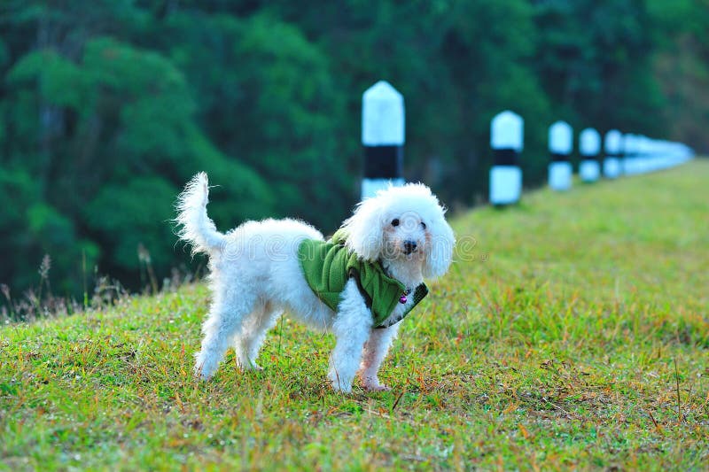 Poodle dog on the field stock photo. Image of animal - 24733434