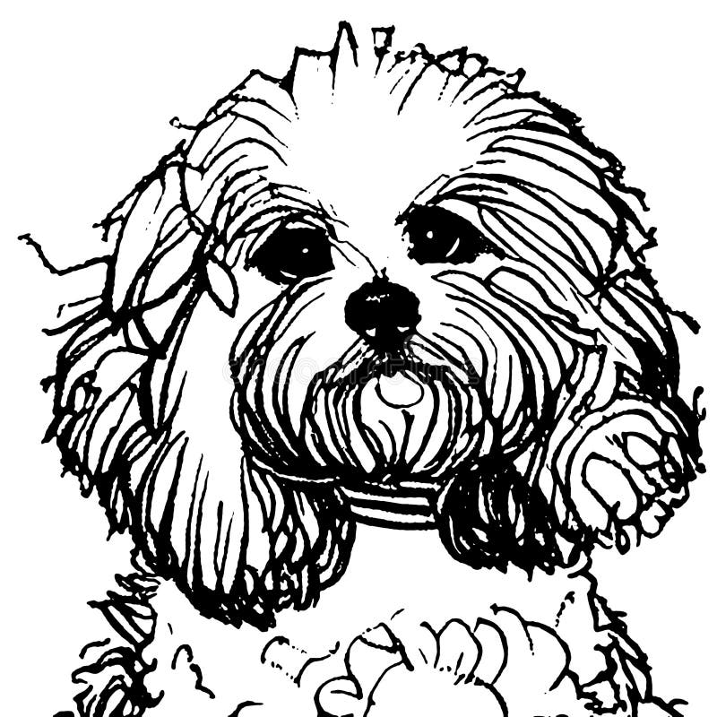 Poodle Dog Line Drawing Black and White Stock Illustration ...