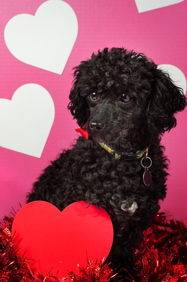 Poodle dog and love hearts stock image. Image of shaped - 17623825