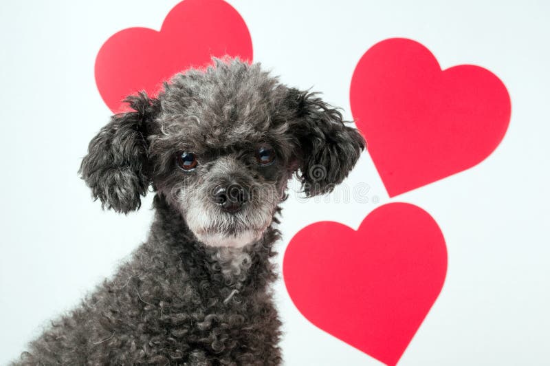 Poodle dog and love hearts stock photo. Image of single - 17623832