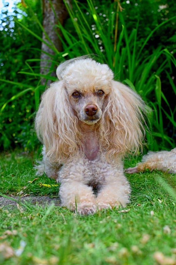 Poodle dog stock photo. Image of french, female, obedient - 42439050
