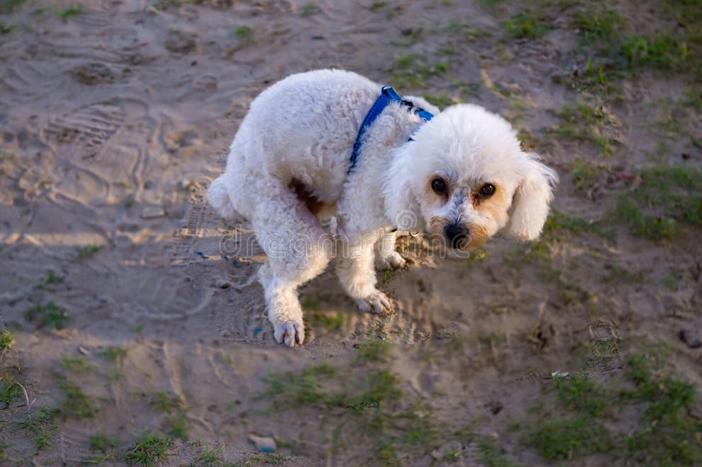 Poodle Dog Pooping Defecate on Walk Path Stock Photo - Image of lawn ...