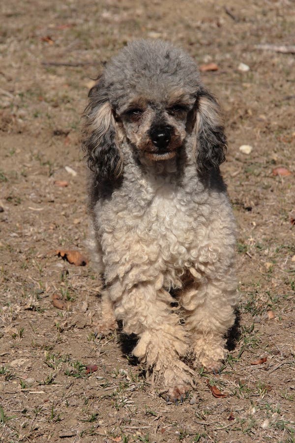 Poodle dog stock image. Image of friendly, loyal, bred - 103124313