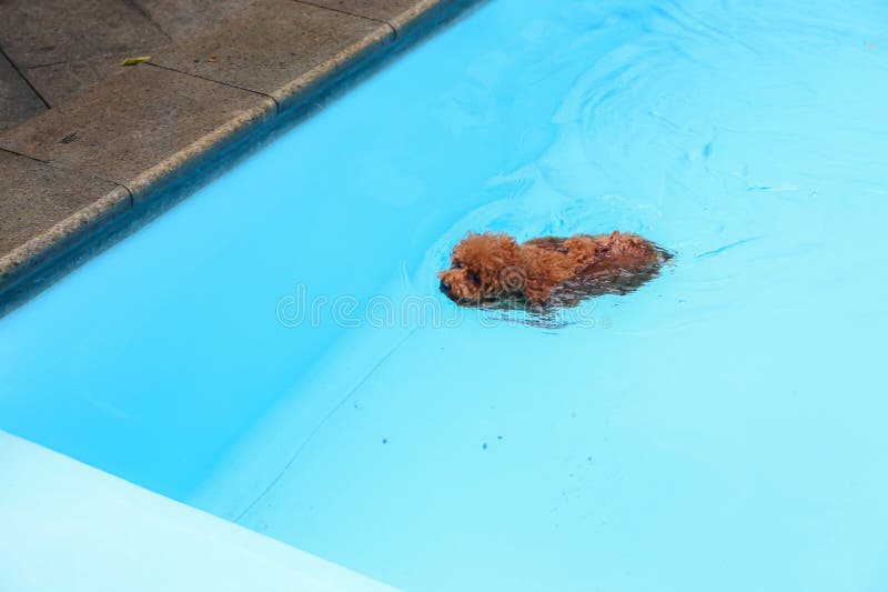 Poodle Dog Practicing Swimming Stock Image - Image of practicing ...