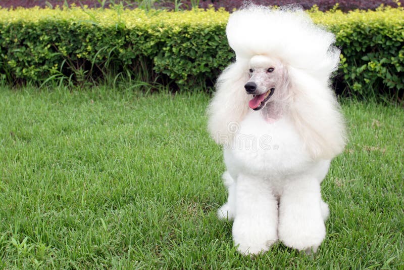 Poodle dog stock image. Image of purebred, male, attractive - 69379433