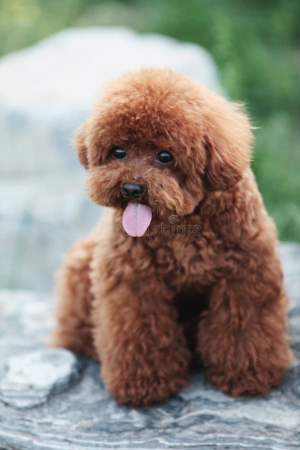 Poodle dog stock image. Image of outdoors, charming, doggy - 68765715