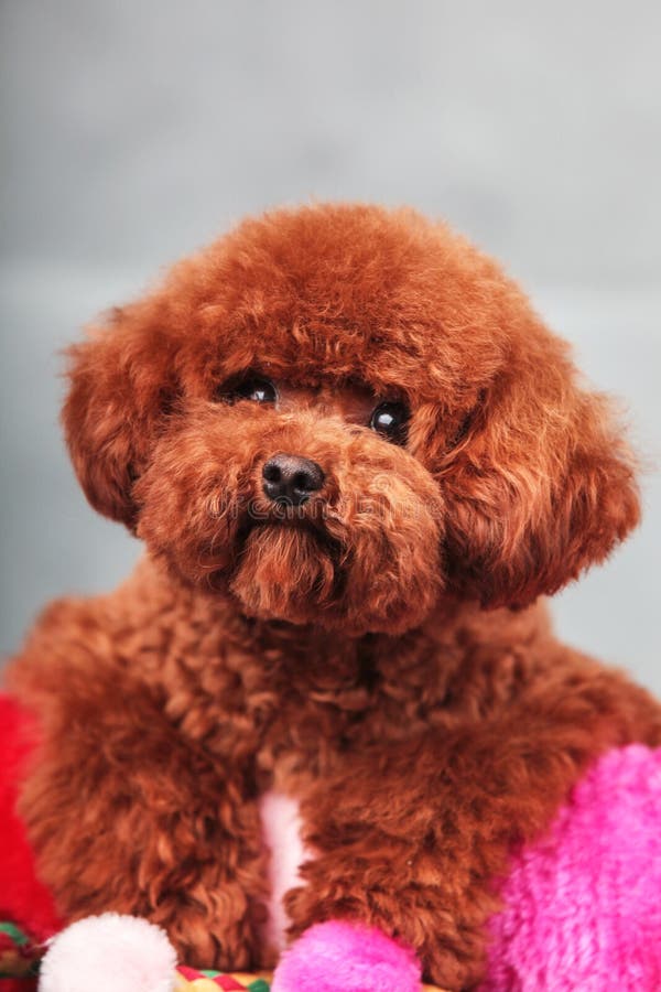 Poodle dog stock photo. Image of happy, animals, studio - 68765630