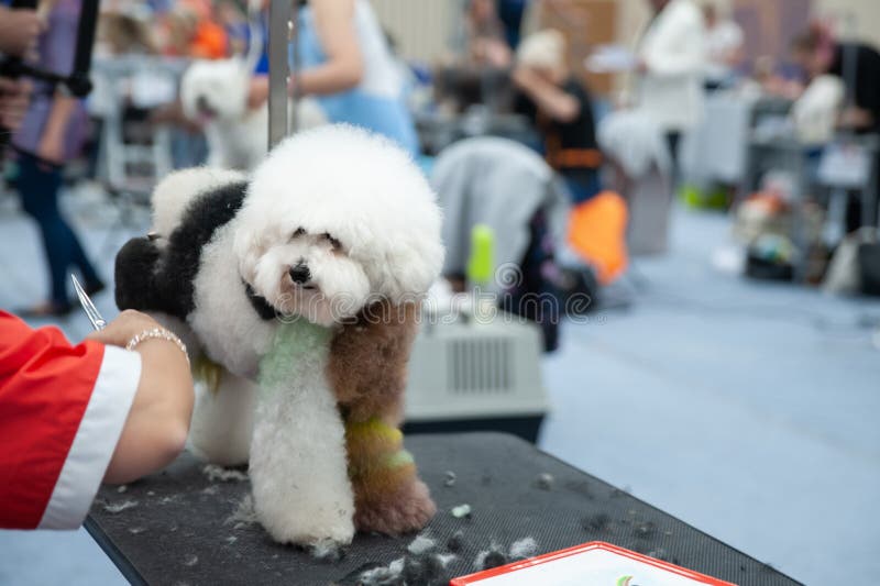 Poodle at the Dog Show, Grooming Stock Image - Image of grooming, clean ...