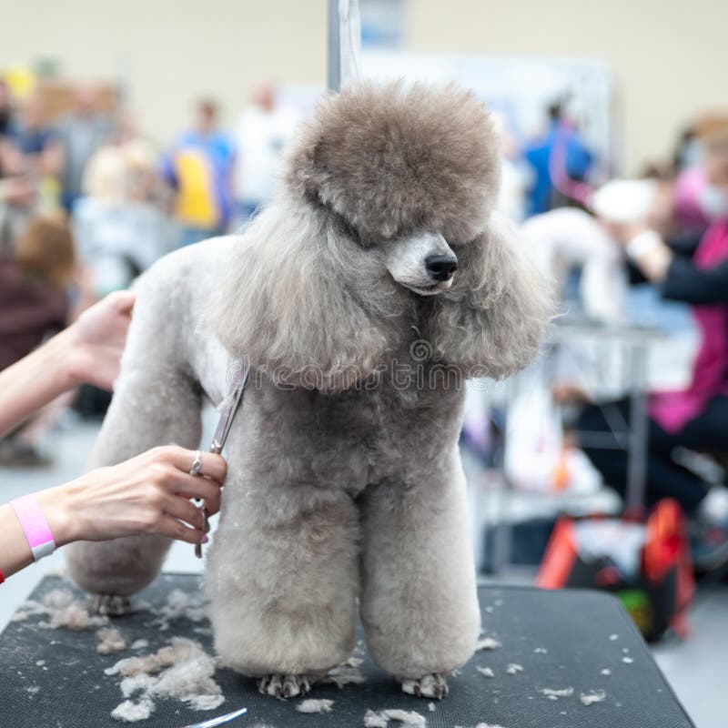 Poodle at the Dog Show, Grooming on the Table Stock Image - Image of ...