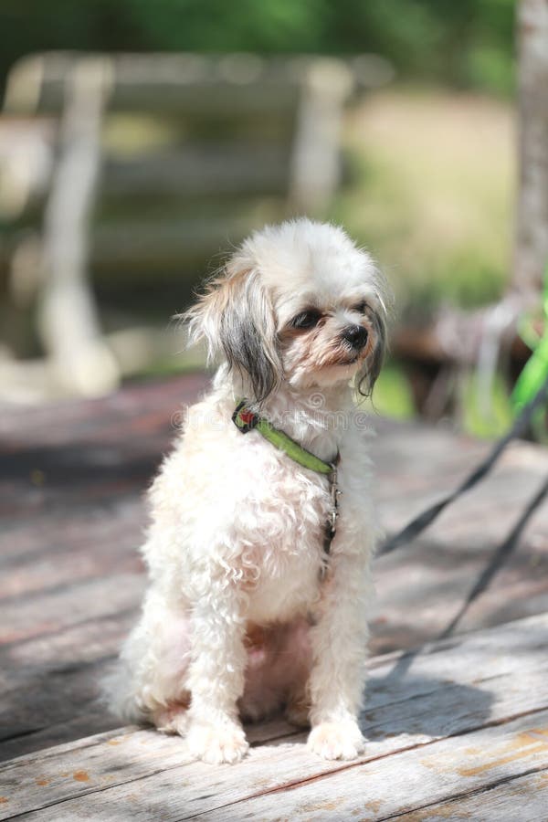 Poodle dog sitting. stock image. Image of sitting, mammal - 63018869