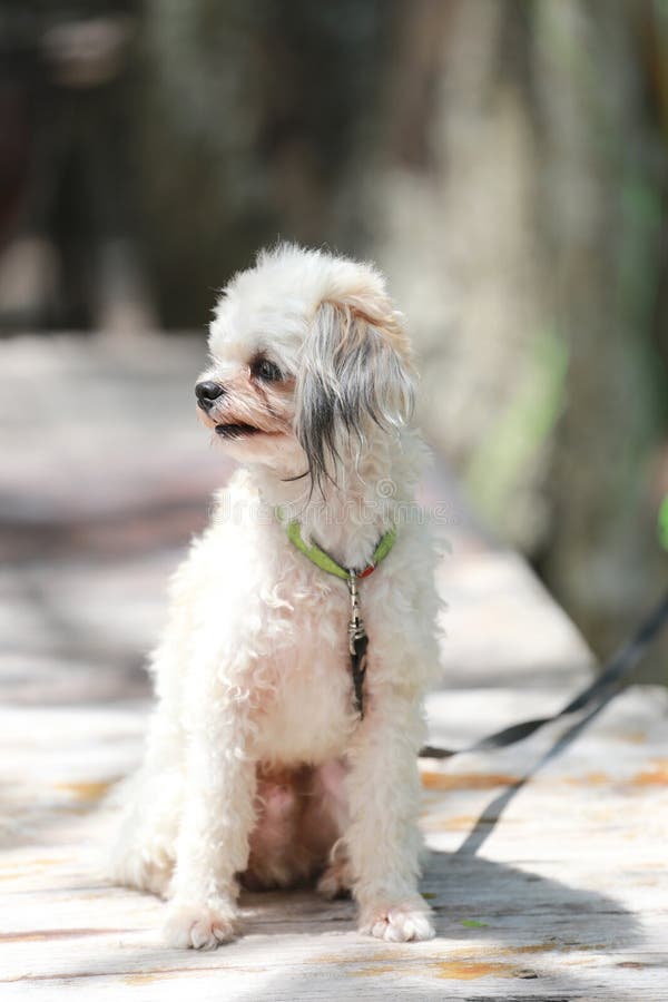 Poodle dog sitting. stock photo. Image of purebred, cute - 63018970