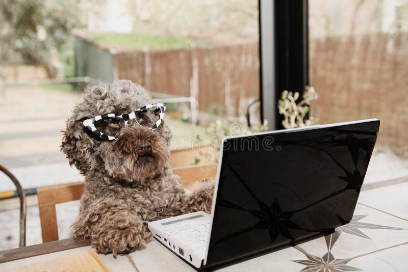 Poodle Dog Working with a Laptot at Terrace Restaurant Stock Photo ...