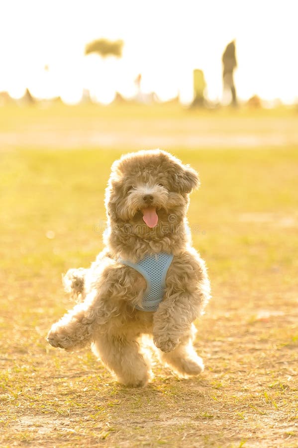 Poodle Doing Happy Dance stock image. Image of small - 23553469