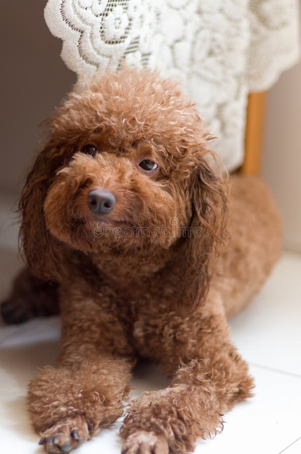 Poodle sit stock photo. Image of cute, poodle, happy - 96879058