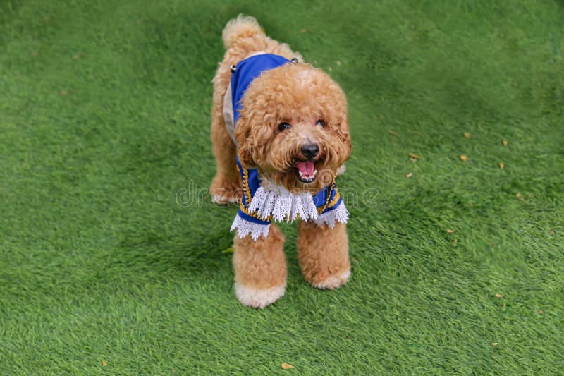 Poodle Dressed As a Prince is Very Cute Stock Photo - Image of beauty ...