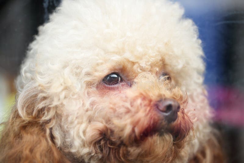 Poodle Face stock image. Image of cute, portrait, white - 36210279