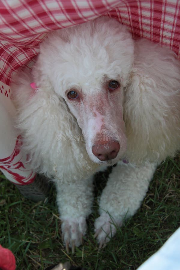 438 Poodle Giant Stock Photos - Free & Royalty-Free Stock Photos from ...
