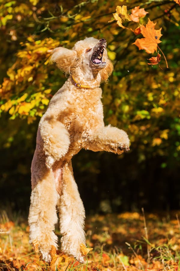 Poodle Jumps for Autumn Leaves Stock Image - Image of falling, royal ...
