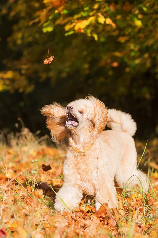 Poodle Jumps for Autumn Leaves Stock Photo - Image of cute, autumn ...