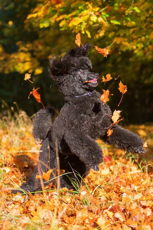 Poodle Jumps for Autumn Leaves Stock Photo - Image of leaves, frolic ...