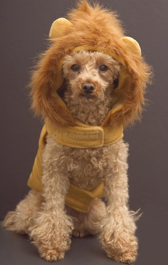 Lion Poodle Posing stock image. Image of isolated, costume - 30455949