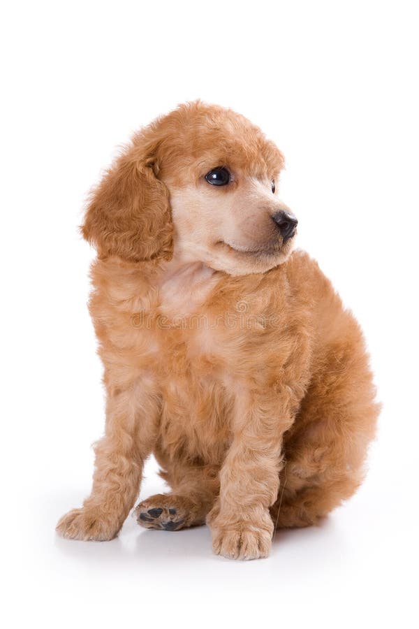 Poodle Medium puppy stock image. Image of poodle, domestic - 3672005
