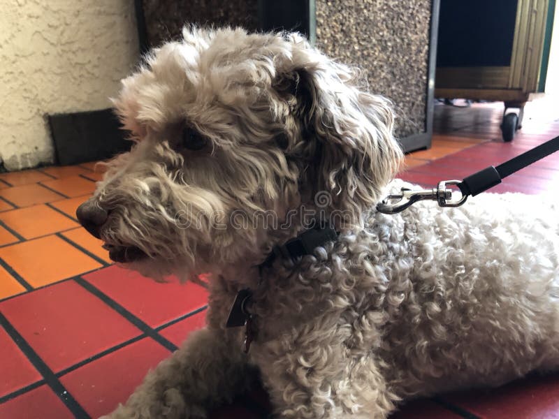 Poodle mix stock photo. Image of tile, laying, poodle - 120810522