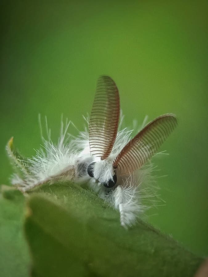 The Poodle Moth is One Beautiful Creature in the Macro& X27;s World ...