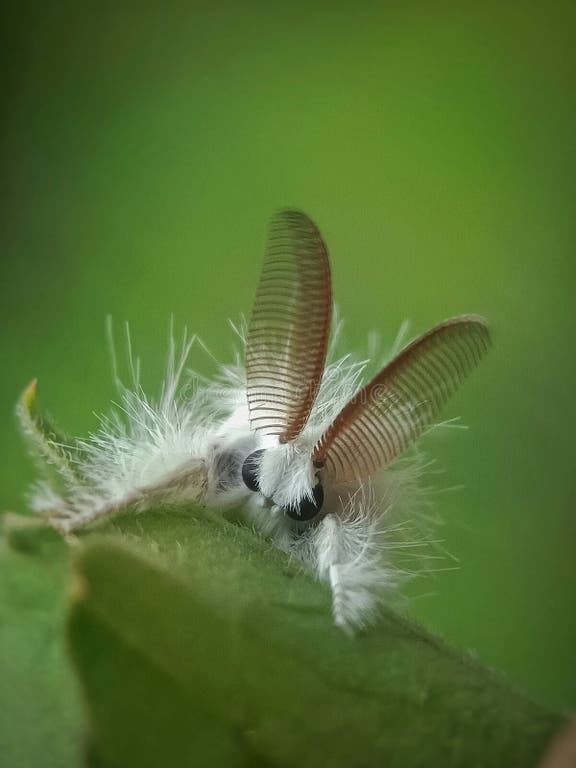 The Poodle Moth is One Beautiful Creature in the Macro& X27;s World ...