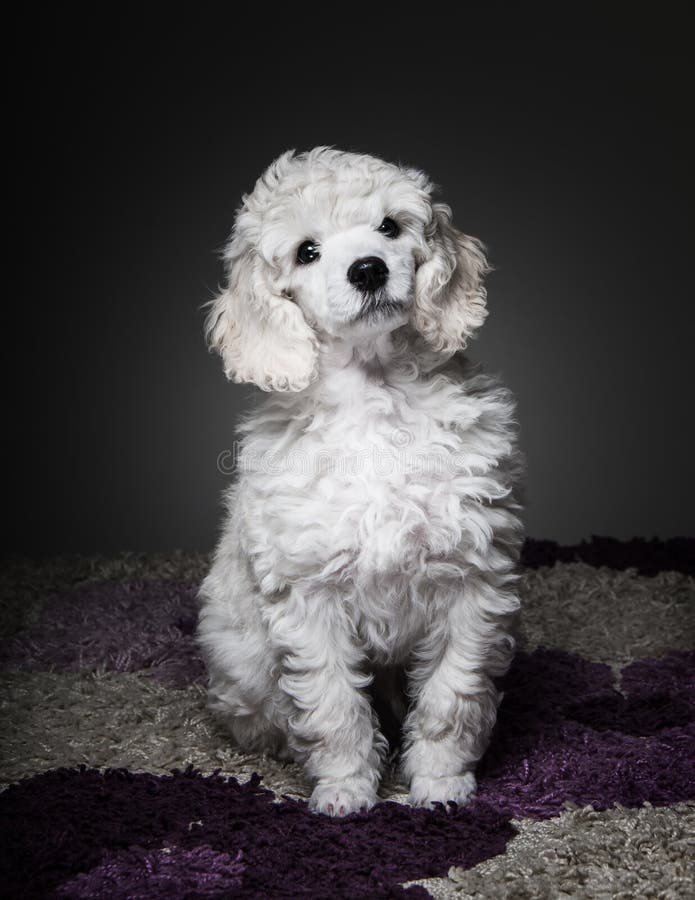Poodle stock photo. Image of tongue, breed, poodle, whelp - 35934238