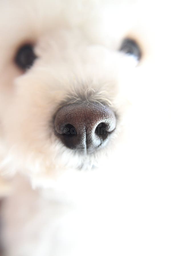 Poodles stock photo. Image of french, nature, cute, venezuela - 58496454