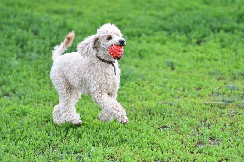 Poodle playing with a ball stock image. Image of poodle - 69525393