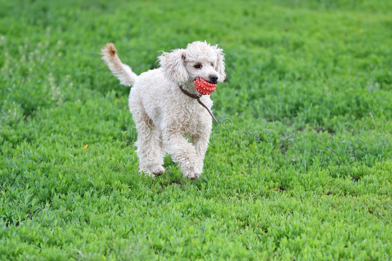 Poodle playing with ball stock photo. Image of play, canine - 93380312