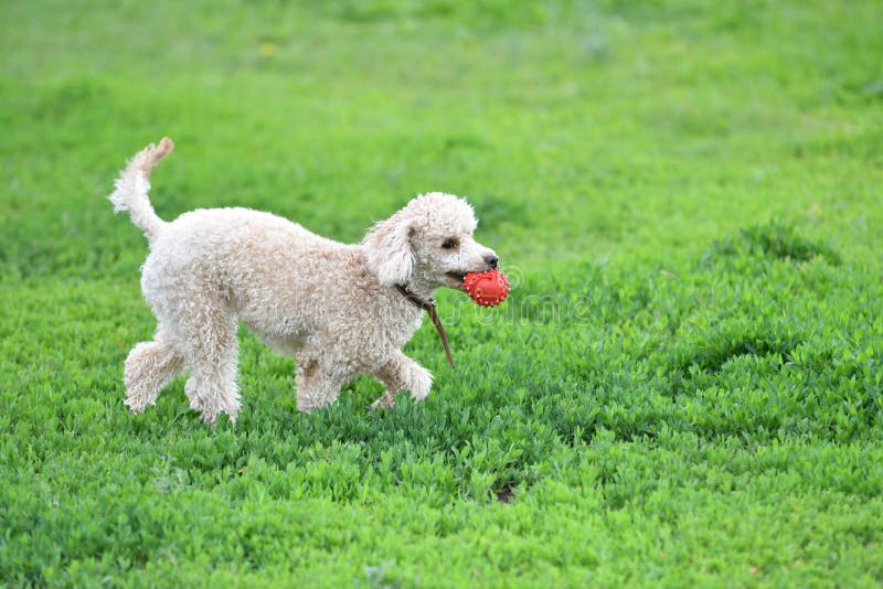Poodle playing with ball stock image. Image of young - 93380335