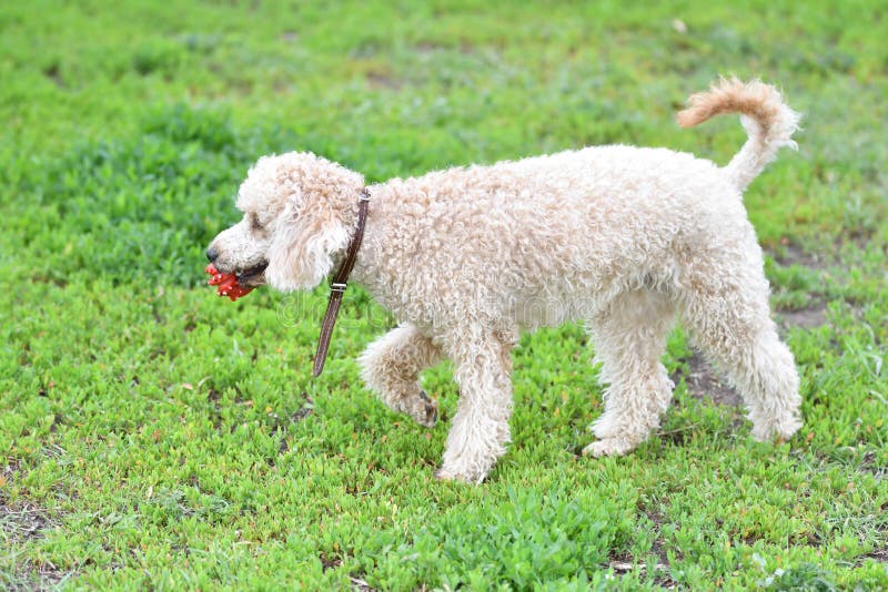 Poodle playing with ball stock photo. Image of nature - 93380352