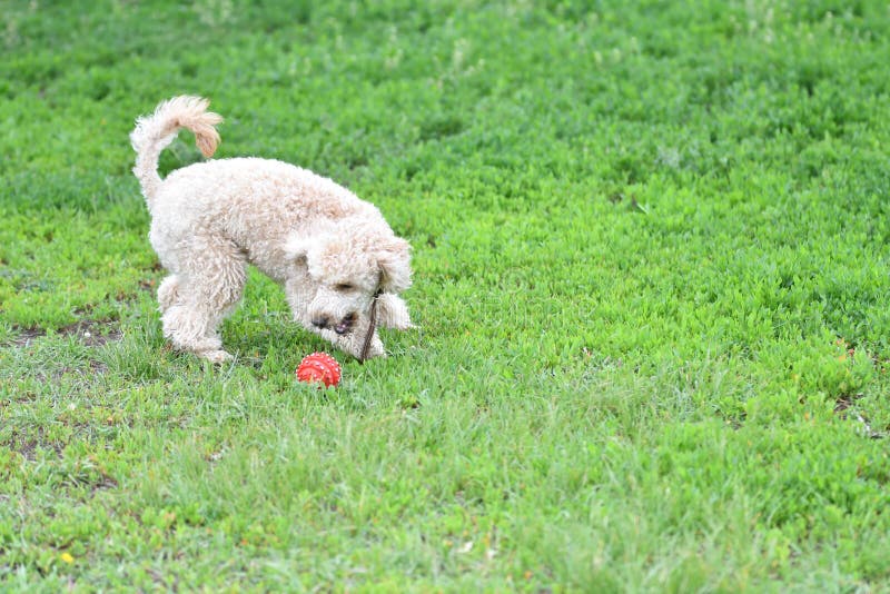 Poodle playing with ball stock image. Image of puppy - 93380359