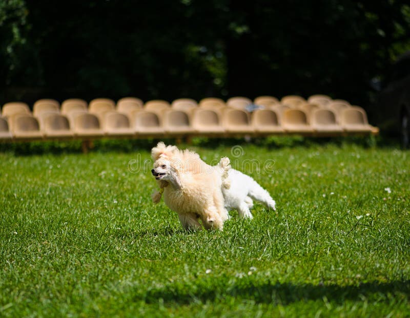 Poodle playing stock image. Image of adult, green, crazy - 42373223