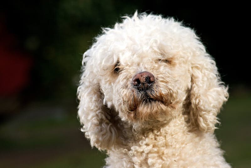 Standard Poodle portrait stock image. Image of loyalty - 218857
