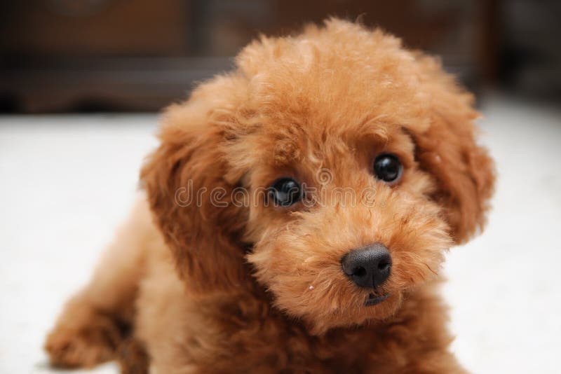 Poodle Portrait stock image. Image of furry, puppy, portrait - 13938109