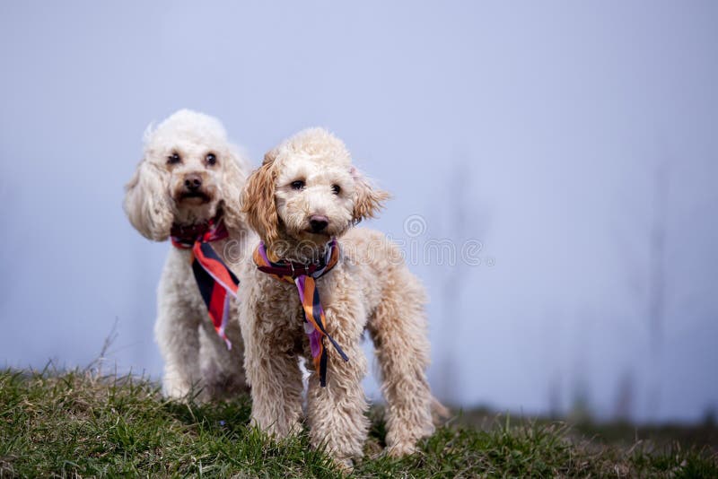 Poodle Portrait Picture. Image: 15109689