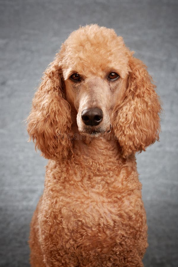 Poodle Portrait in Studio stock photo. Image of friendly - 113855618