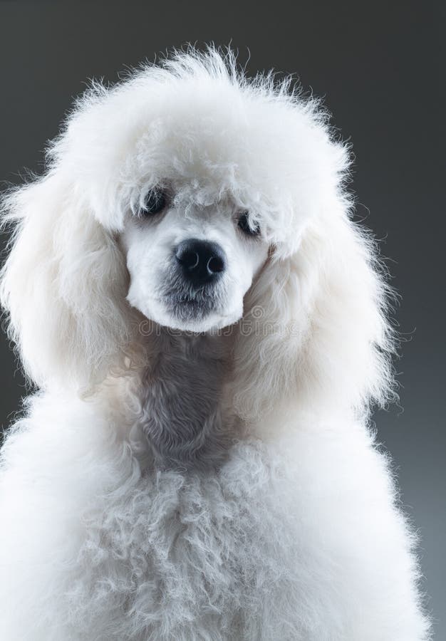 Poodle stock image. Image of cute, face, grooming, puppy - 38975095