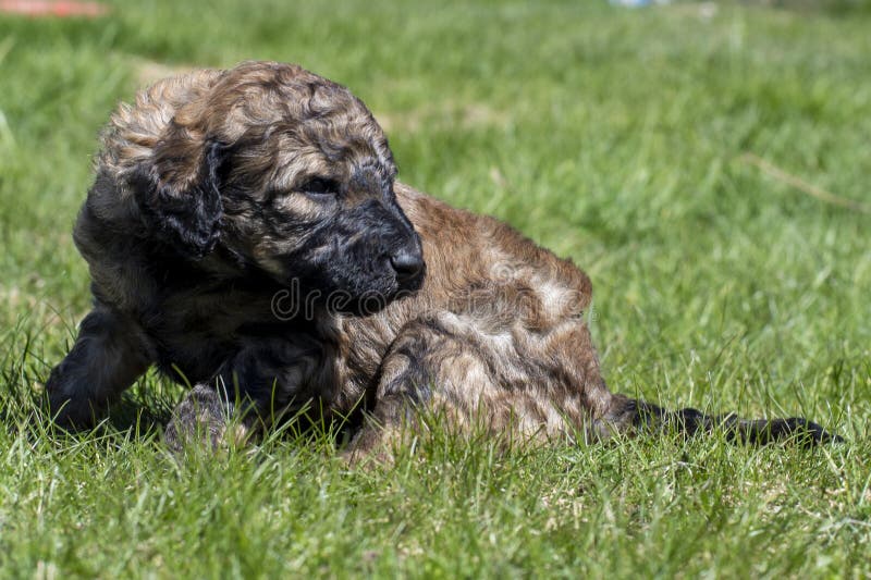 Poodle Puppies First Time Out. Stock Image - Image of time, grass ...