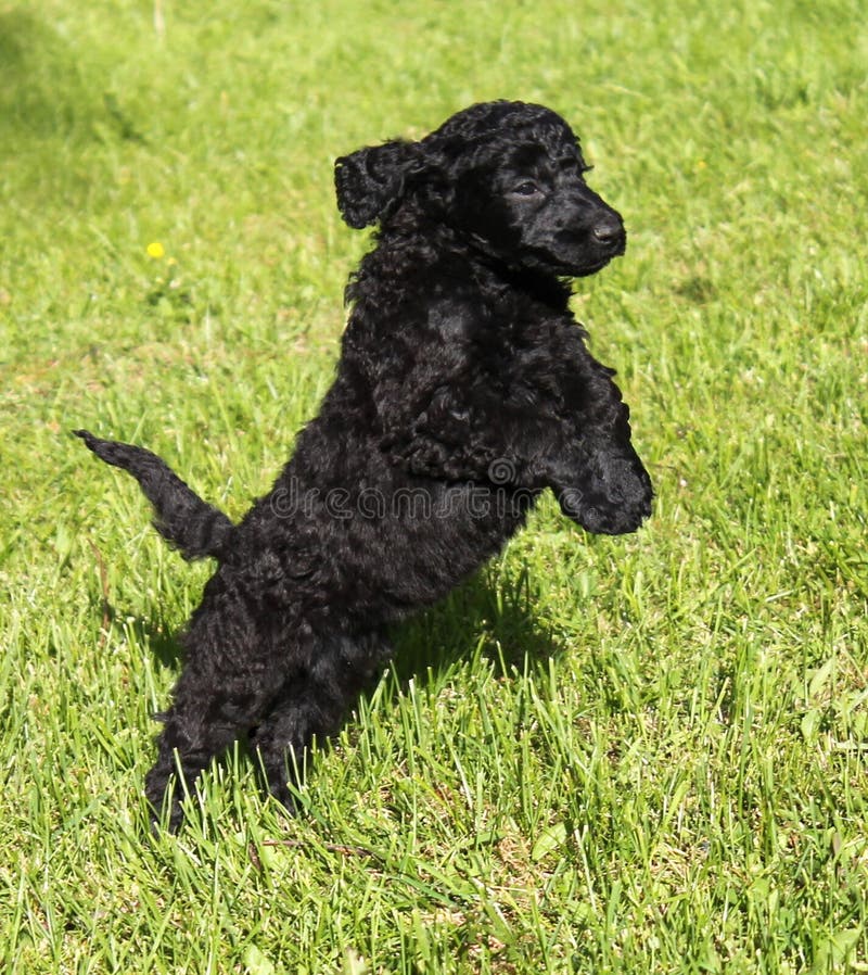 A Poodle Puppy Dances on the Grass Stock Image - Image of puppy, animal ...