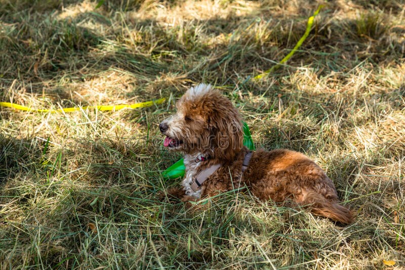 Poodle puppy dog resting stock image. Image of rest - 259274561